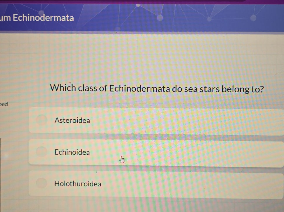 Which class of Echinodermata do sea stars | StudyX