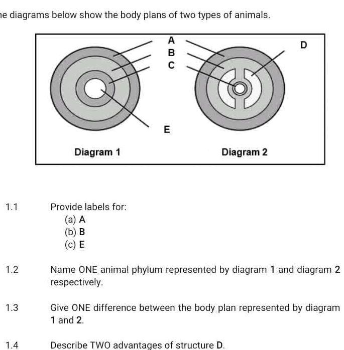 The diagrams below show the body plans of | StudyX