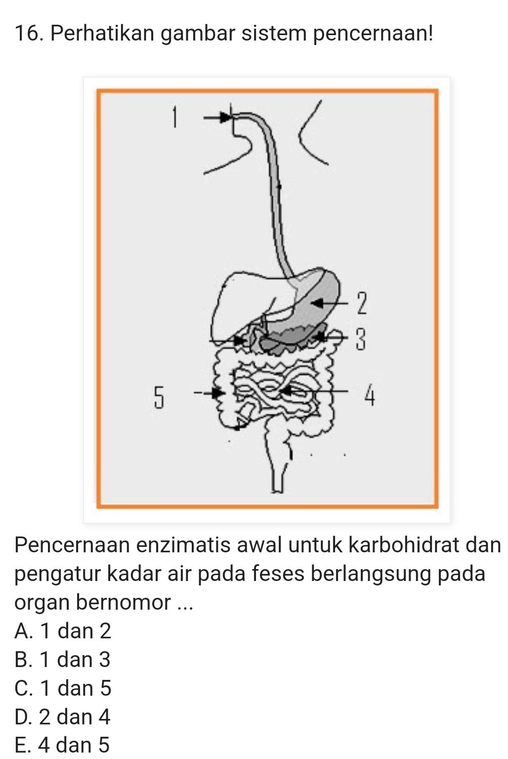 16. Perhatikan gambar sistem pencernaan! | StudyX