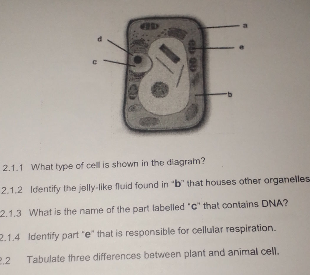 2.1.1 What type of cell is shown in the | StudyX