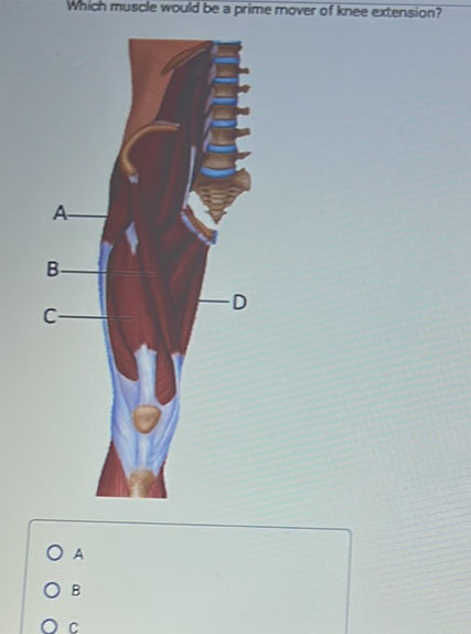 Which muscle would be a prime mover of knee | StudyX
