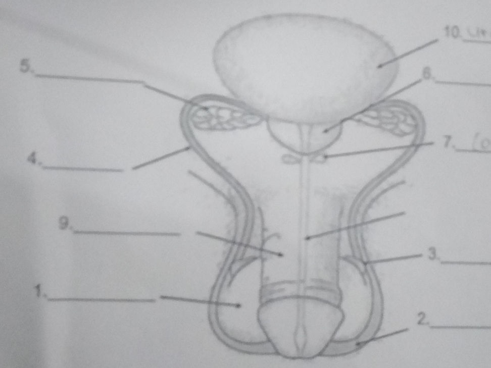 The image is a diagram of the male | StudyX