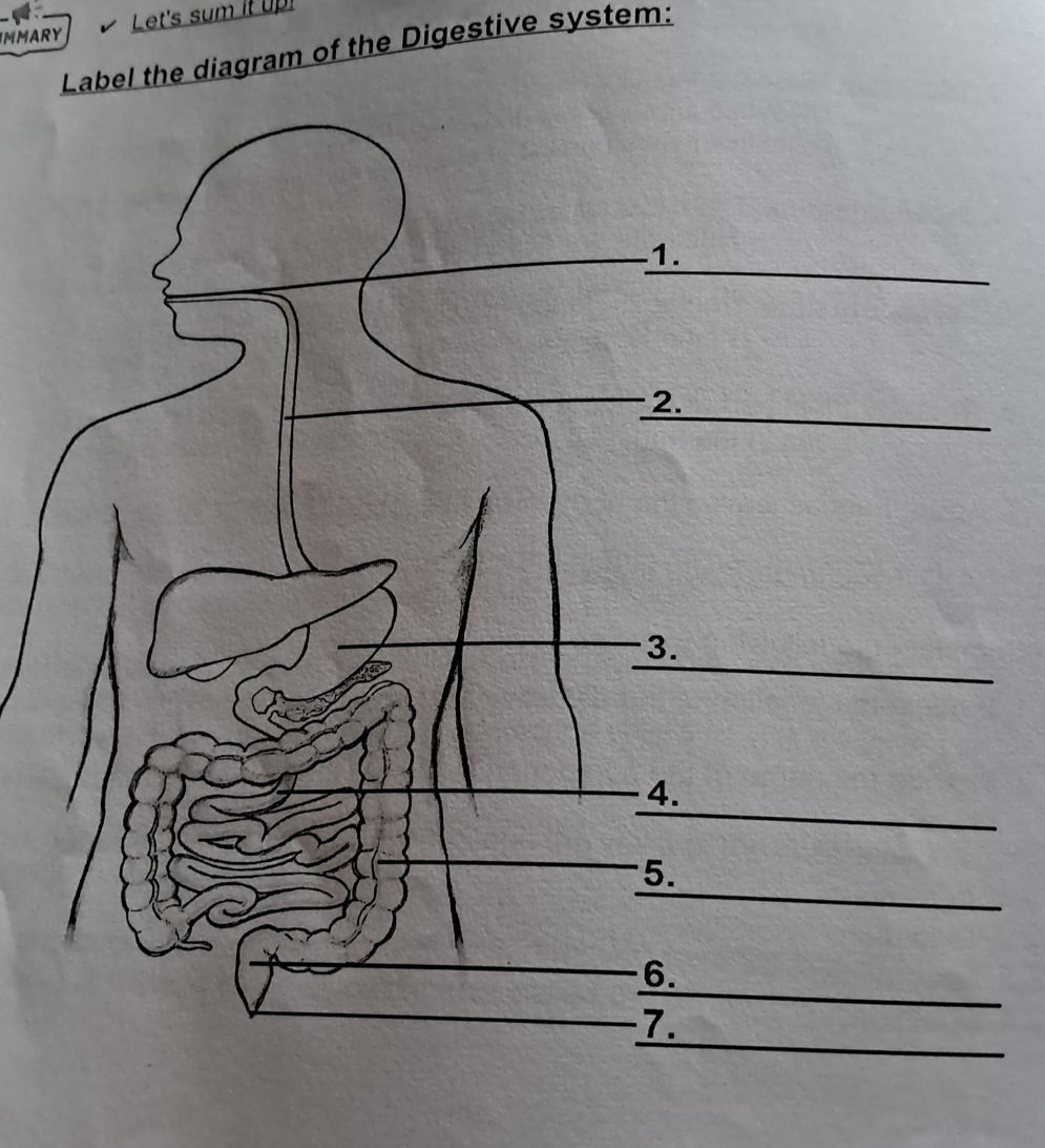 Label the diagram of the Digestive system: | StudyX