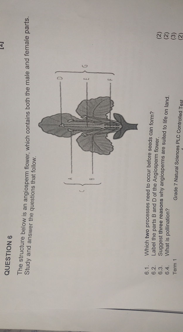 The structure below is an angiosperm flower, | StudyX