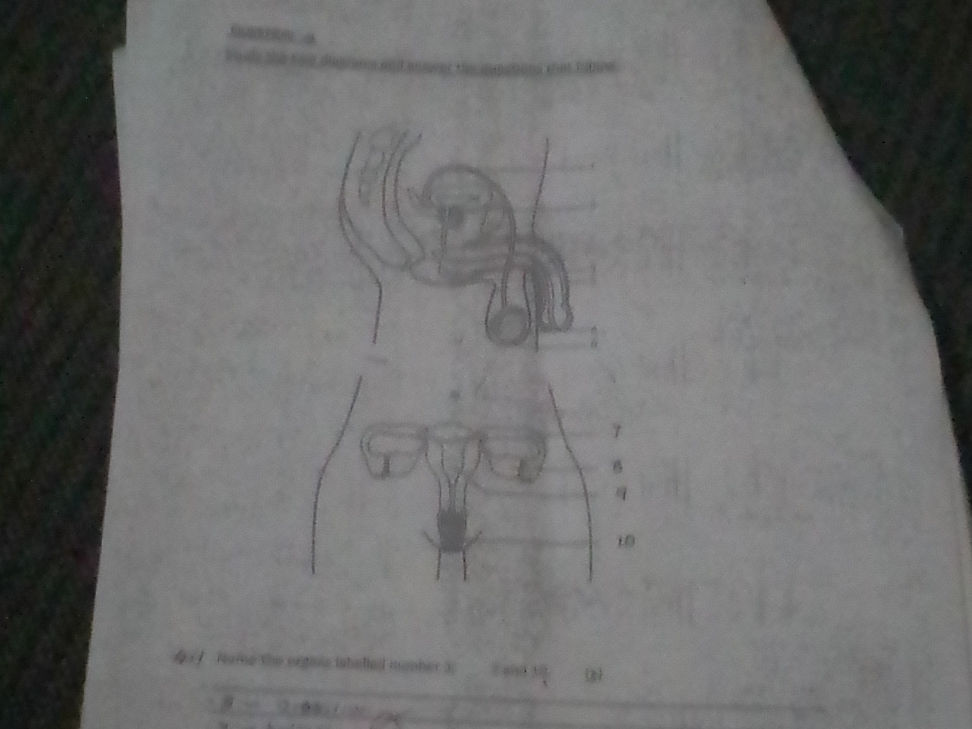 Q1. Name the organ labelled number 2. Field | StudyX