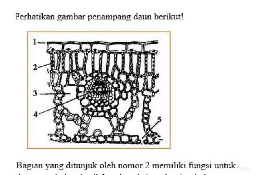 Perhatikan gambar penampang daun berikut! | StudyX