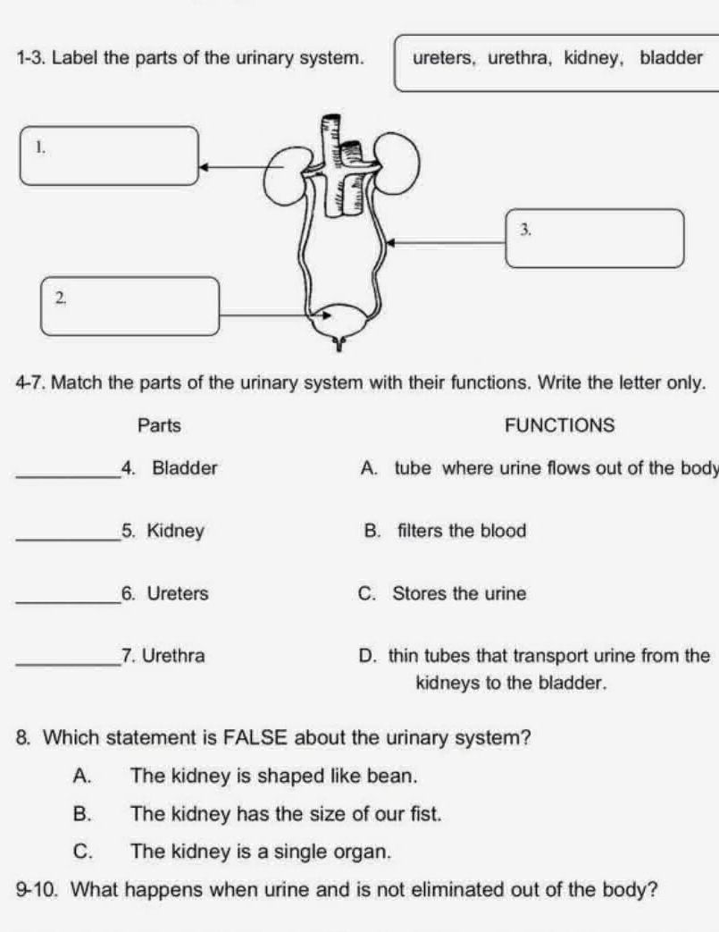 1-3. Label the parts of the urinary system. | StudyX