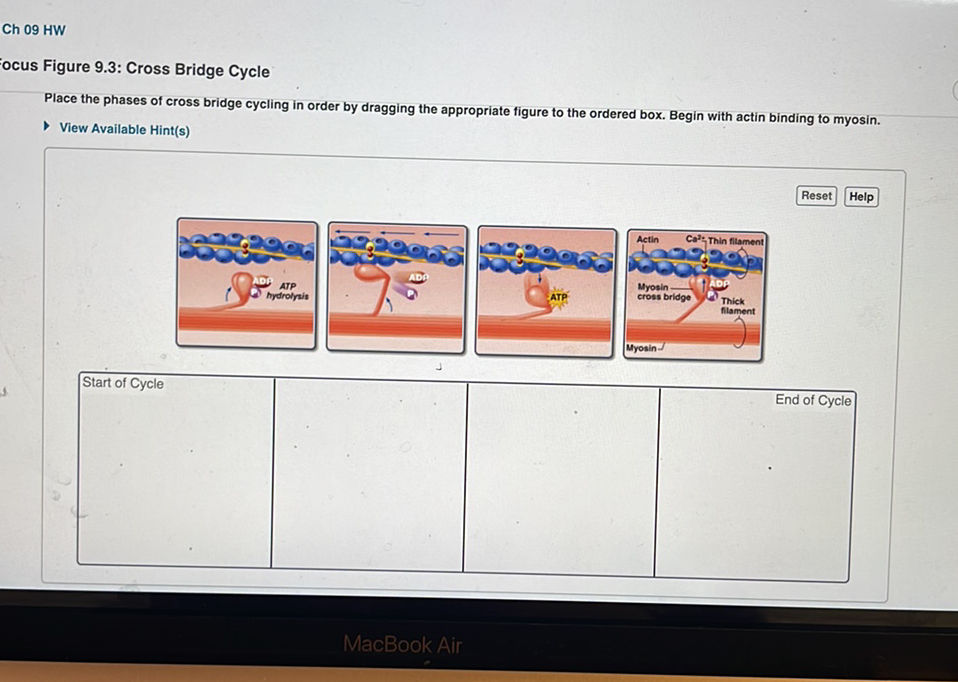 Focus Figure 9.3: Cross Bridge Cycle Place | StudyX