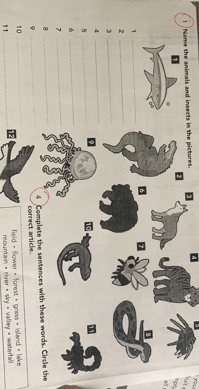 1 Name the animals and insects in the | StudyX