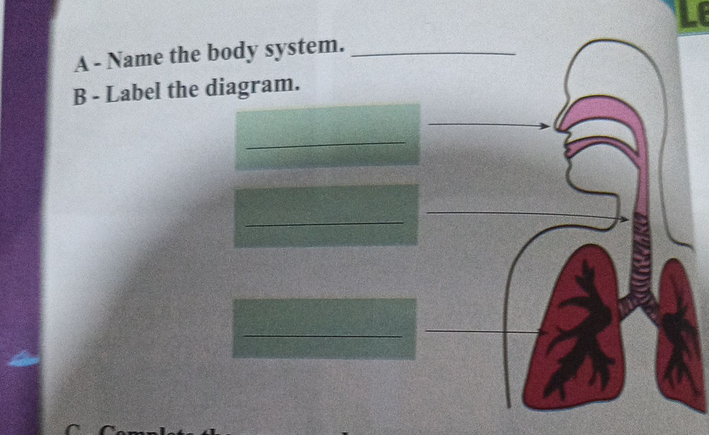 A - Name the body system. B - Label the | StudyX