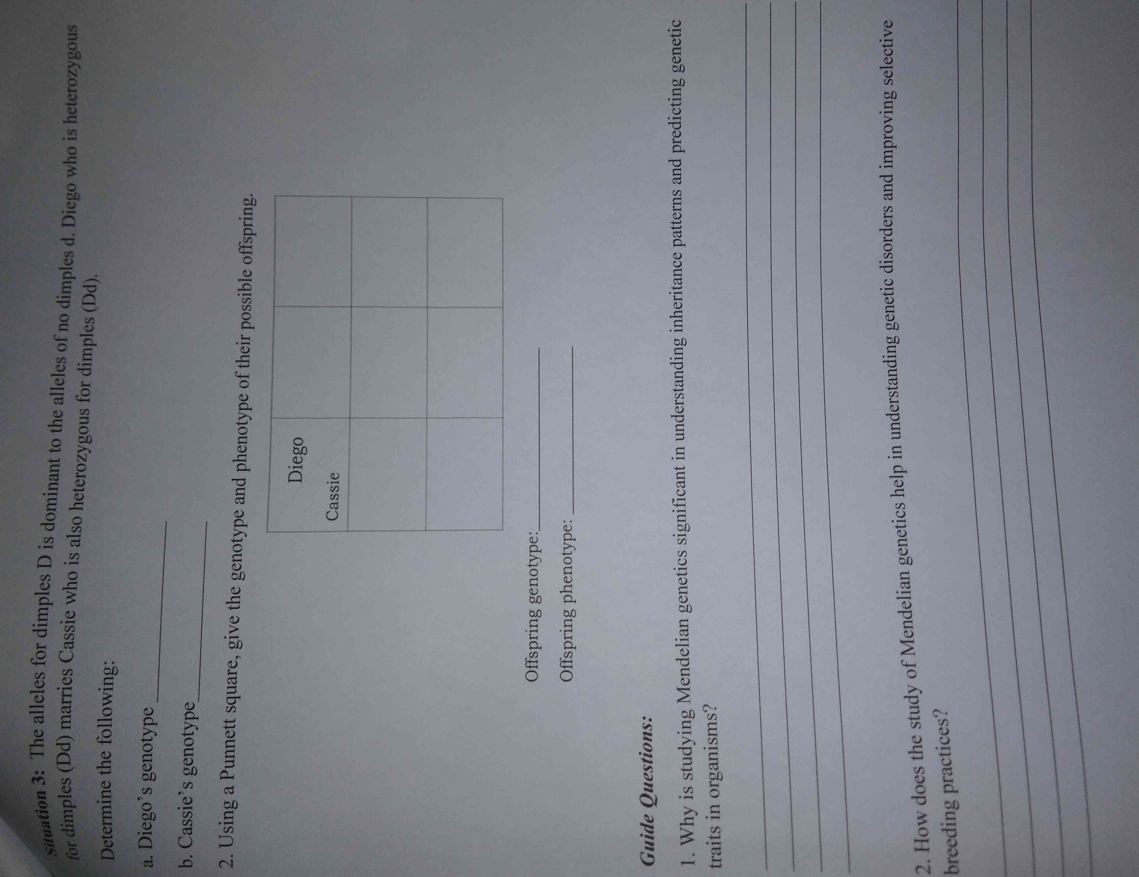 Situation 3: The alleles for dimples D is | StudyX