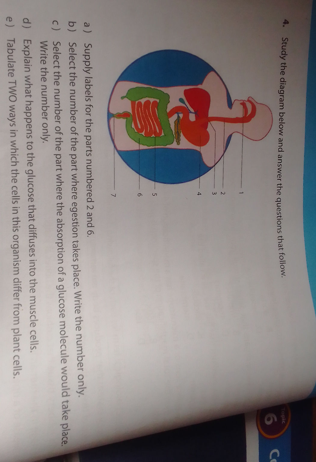 4. Study the diagram below and answer the | StudyX
