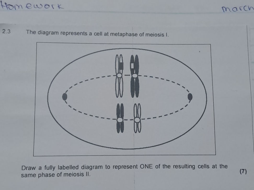 2.3 The diagram represents a cell at | StudyX