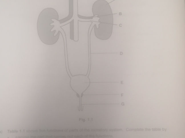 Fig. 1.1 a) Table 1.1 shows five functions | StudyX