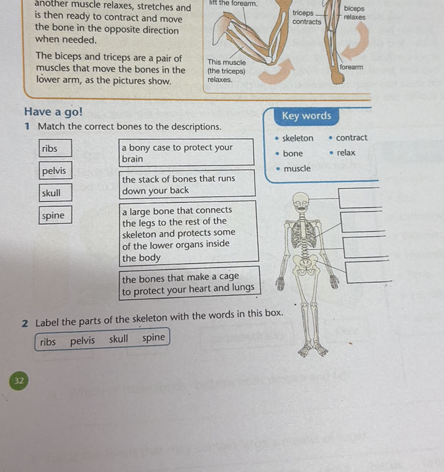 1 Match the correct bones to the | StudyX