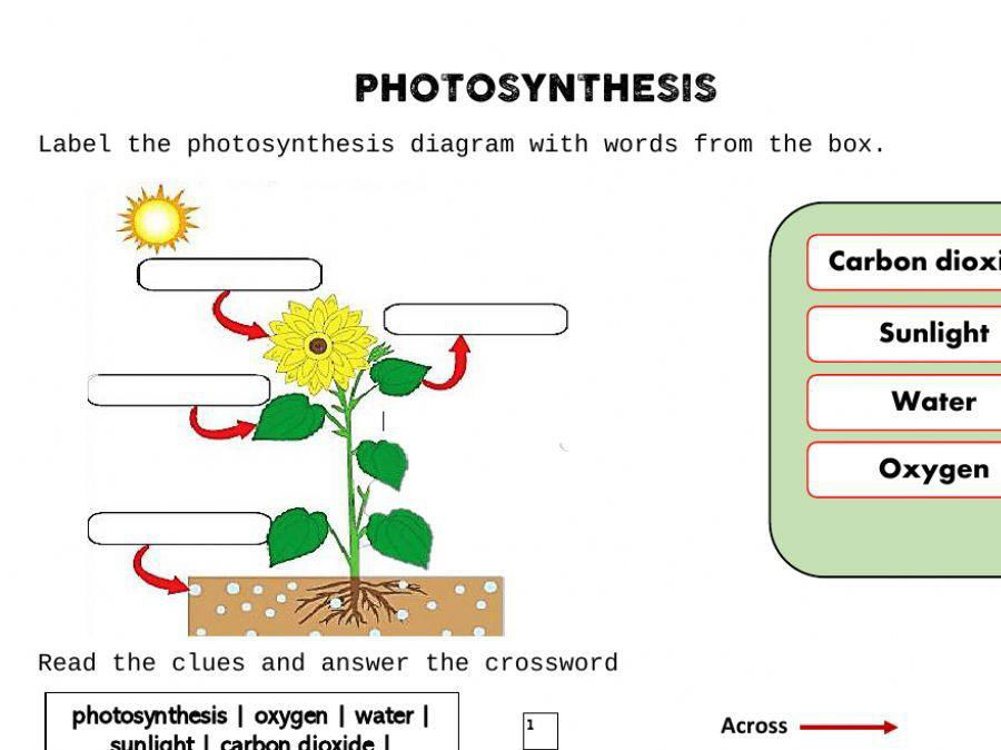 Label the photosynthesis diagram with words | StudyX