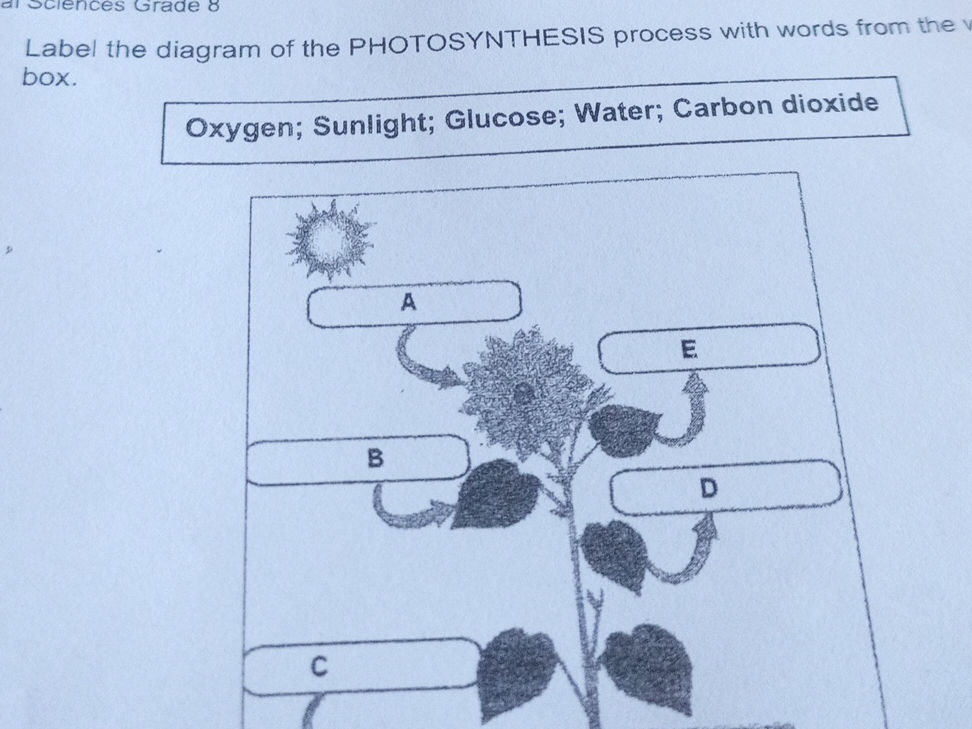 Label the diagram of the PHOTOSYNTHESIS | StudyX