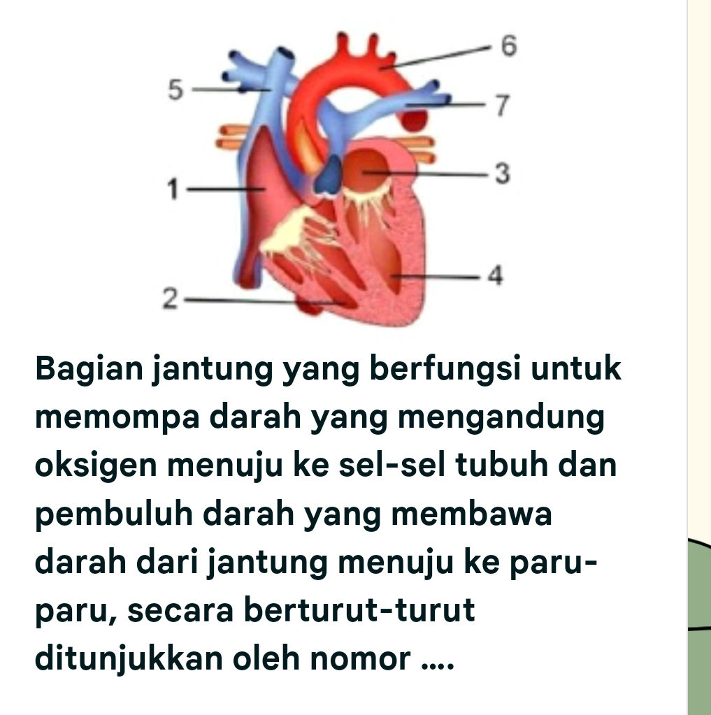 Bagian jantung yang berfungsi untuk memompa | StudyX