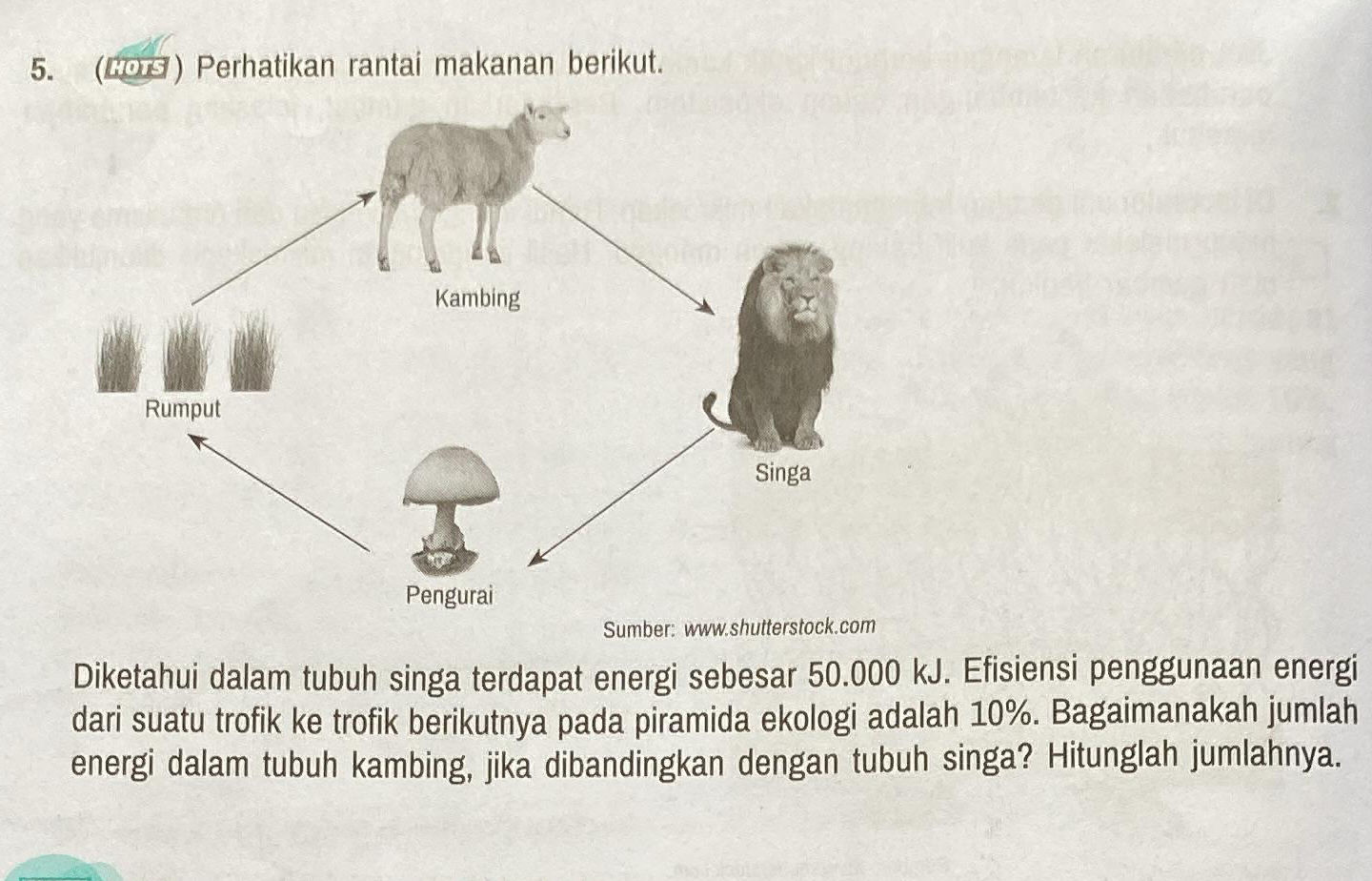 5. (HOTS) Perhatikan rantai makanan berikut. | StudyX