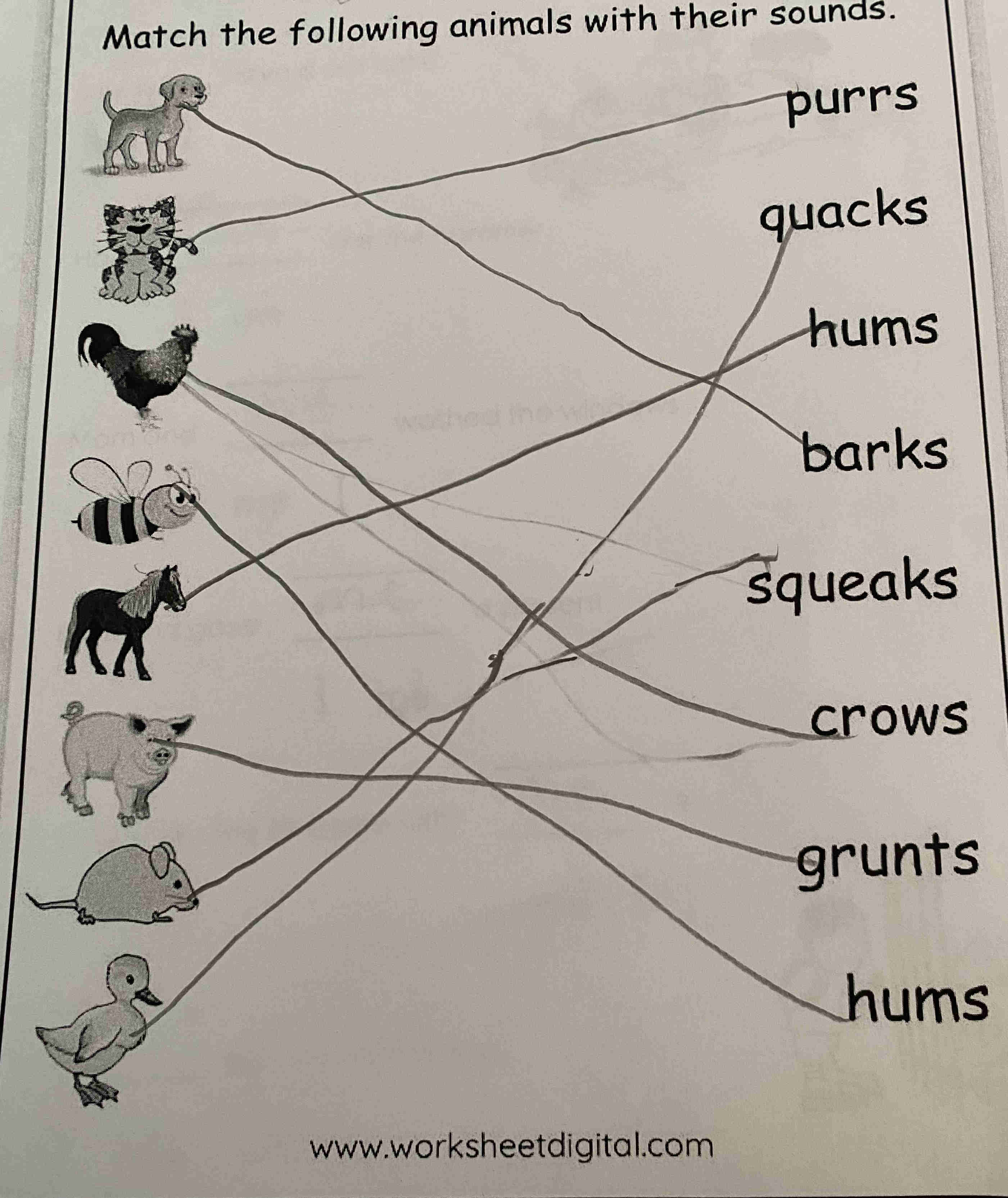 Match the following animals with their | StudyX
