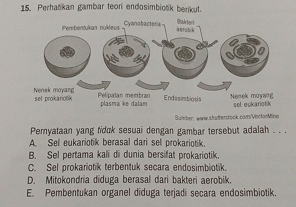 15. Perhatikan gambar teori endosimbiotik | StudyX