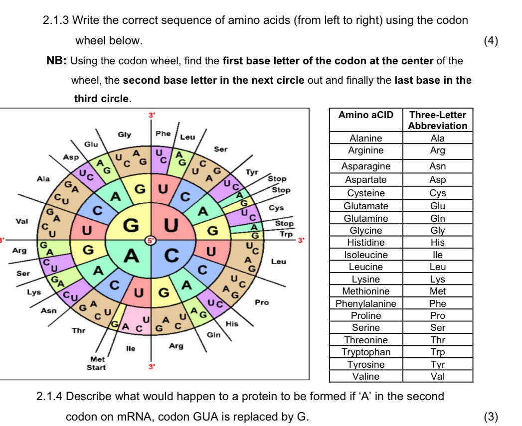 2.1.3 Write the correct sequence of amino | StudyX