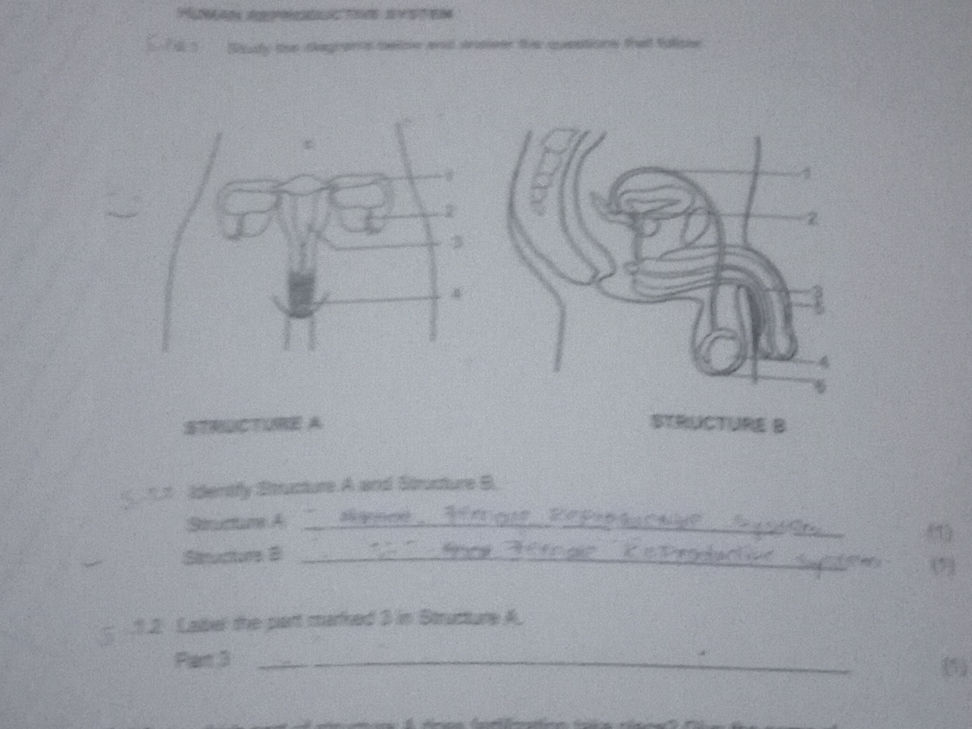 5.1 Identify Structure A and Structure B. | StudyX