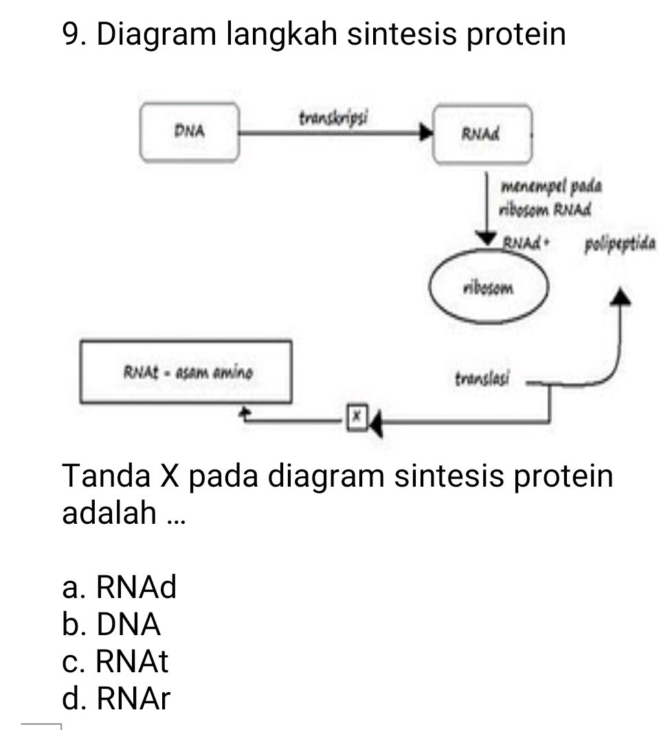 9. Diagram langkah sintesis protein Tanda X | StudyX