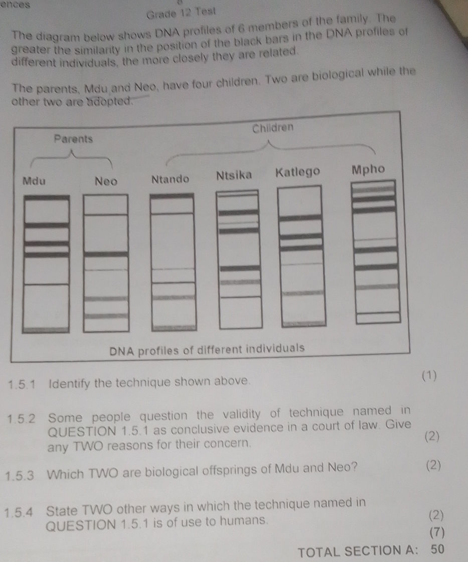 The diagram below shows DNA profiles of 6 | StudyX