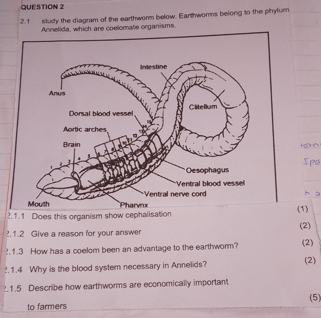 QUESTION 2 2.1 study the diagram of the | StudyX