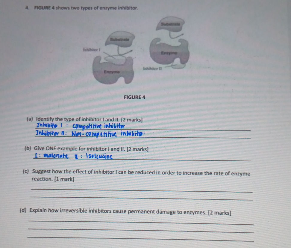 4. FIGURE 4 shows two types of enzyme | StudyX