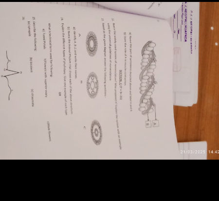 12. Name the part of chromosome depicted | StudyX
