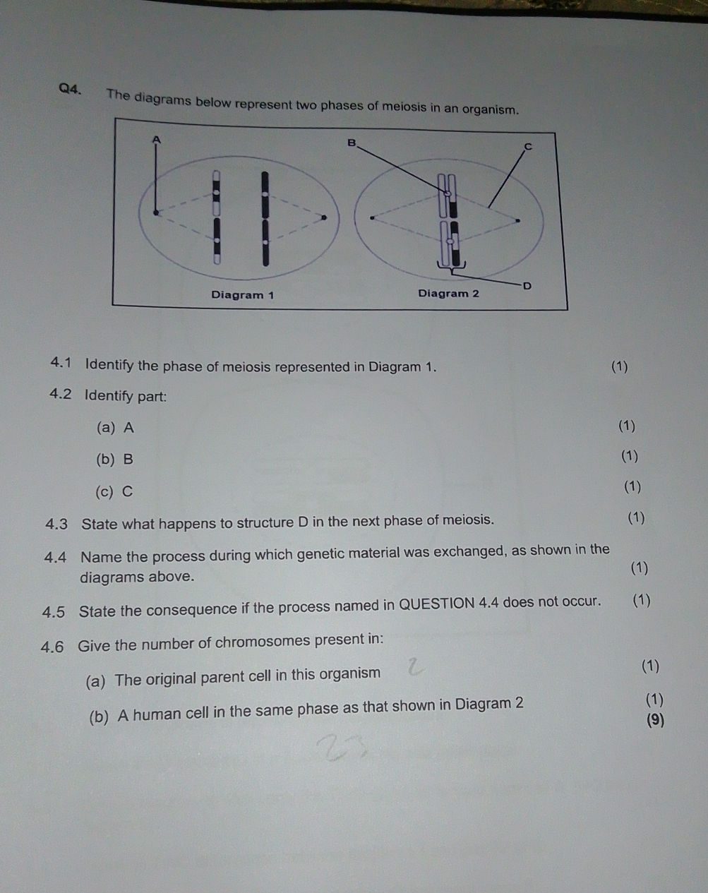 Q4. The diagrams below represent two phases | StudyX