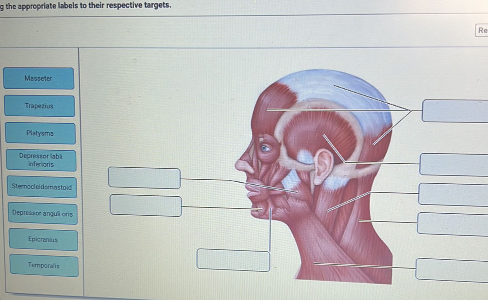 g the appropriate labels to their respective | StudyX
