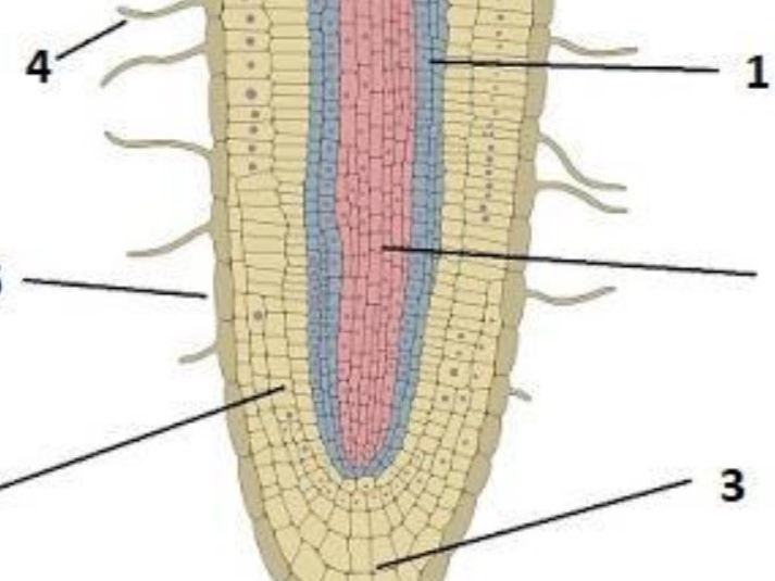 The image shows a diagram of a root. The | StudyX