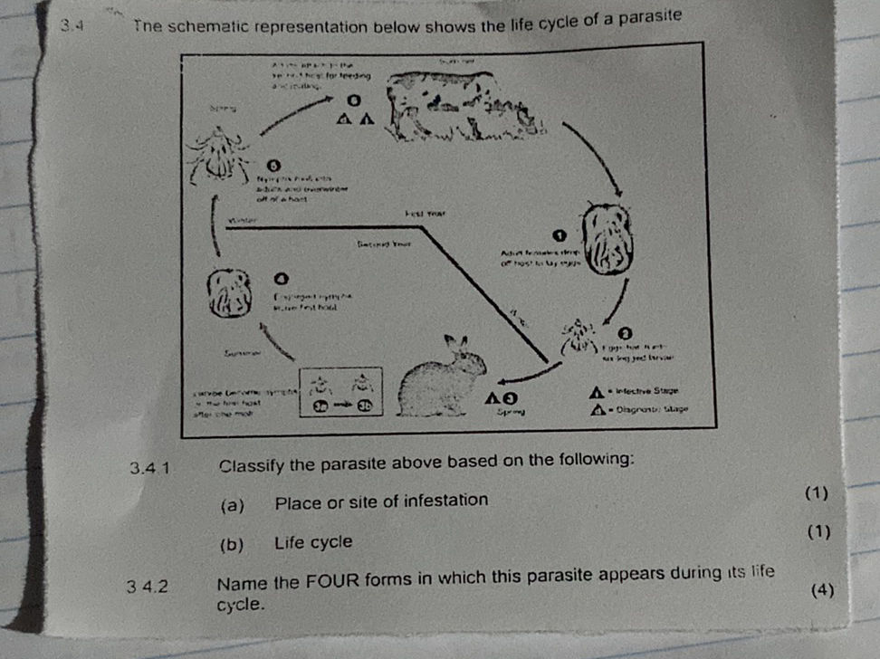 3.4 The schematic representation below shows | StudyX