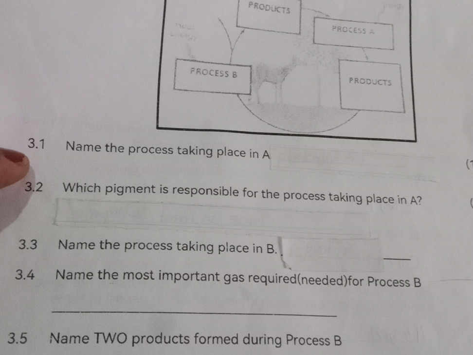 3.1 Name the process taking place in A 3.2 | StudyX