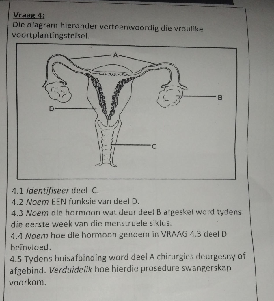 Vraag 4: Die diagram hieronder | StudyX