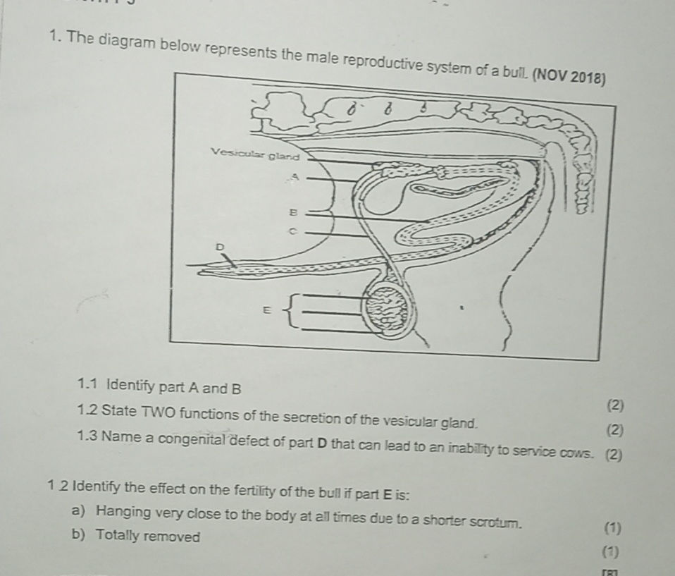 1. The diagram below represents the male | StudyX