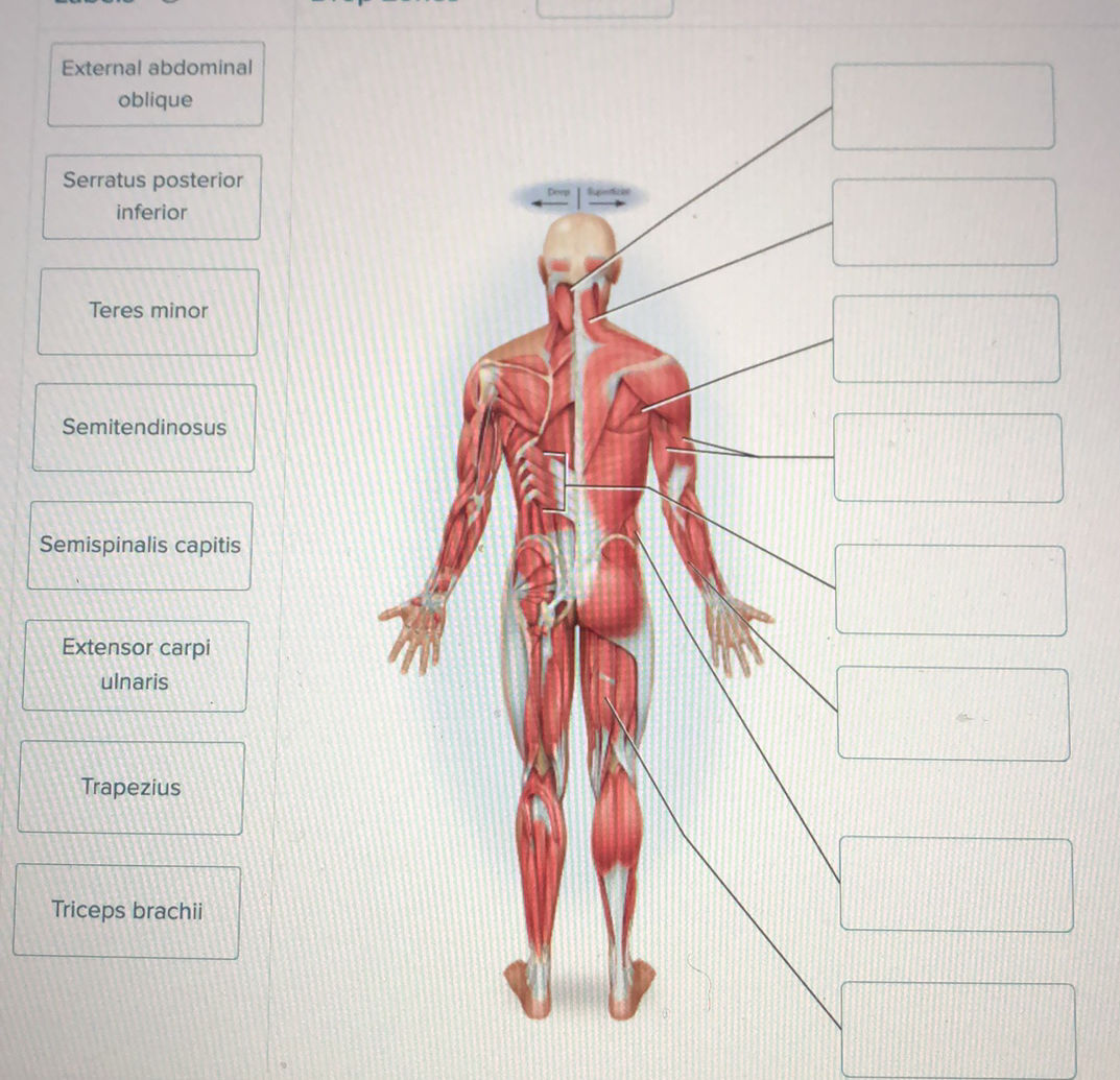Match the muscle names to the corresponding | StudyX