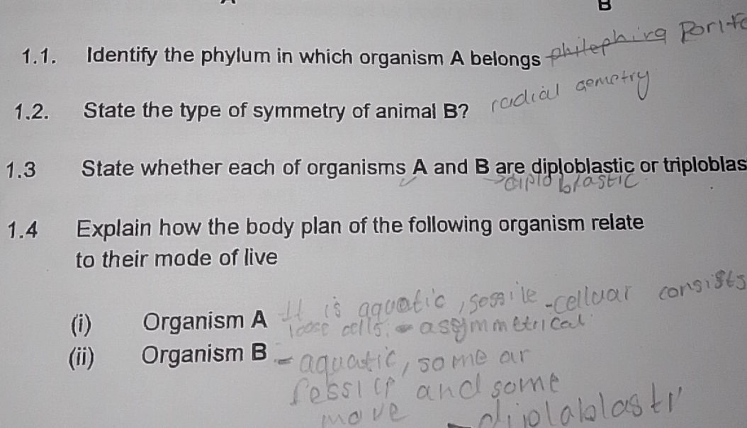 1.1. Identify the phylum in which organism A | StudyX