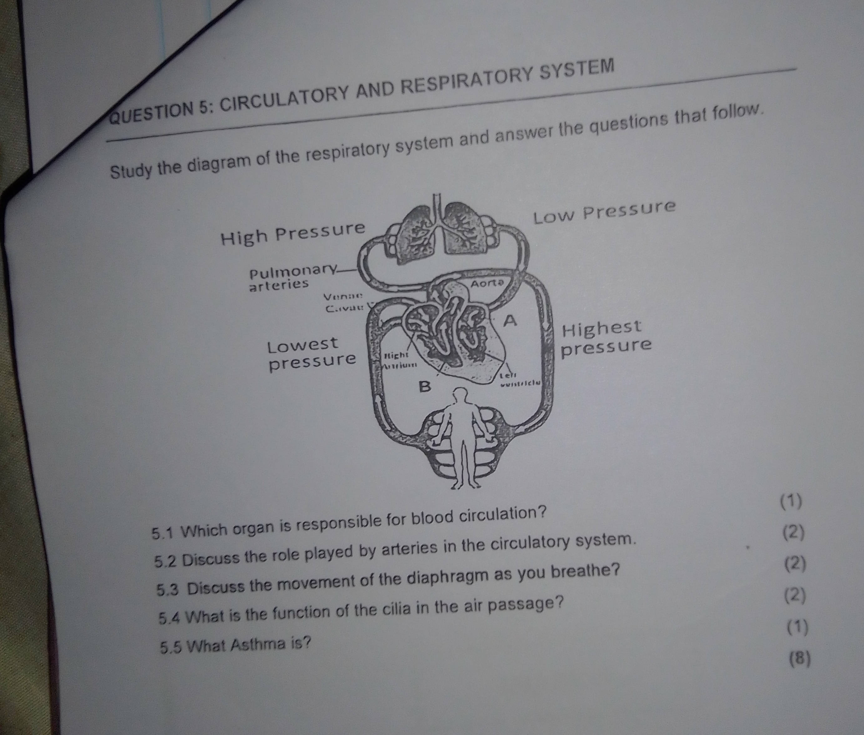 QUESTION 5: CIRCULATORY AND RESPIRATORY | StudyX