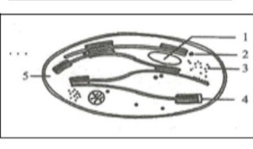 The image shows a cell diagram with numbered | StudyX