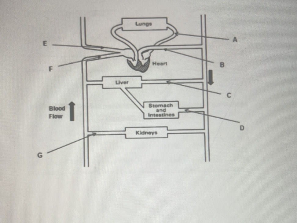 The image shows a diagram of blood flow | StudyX