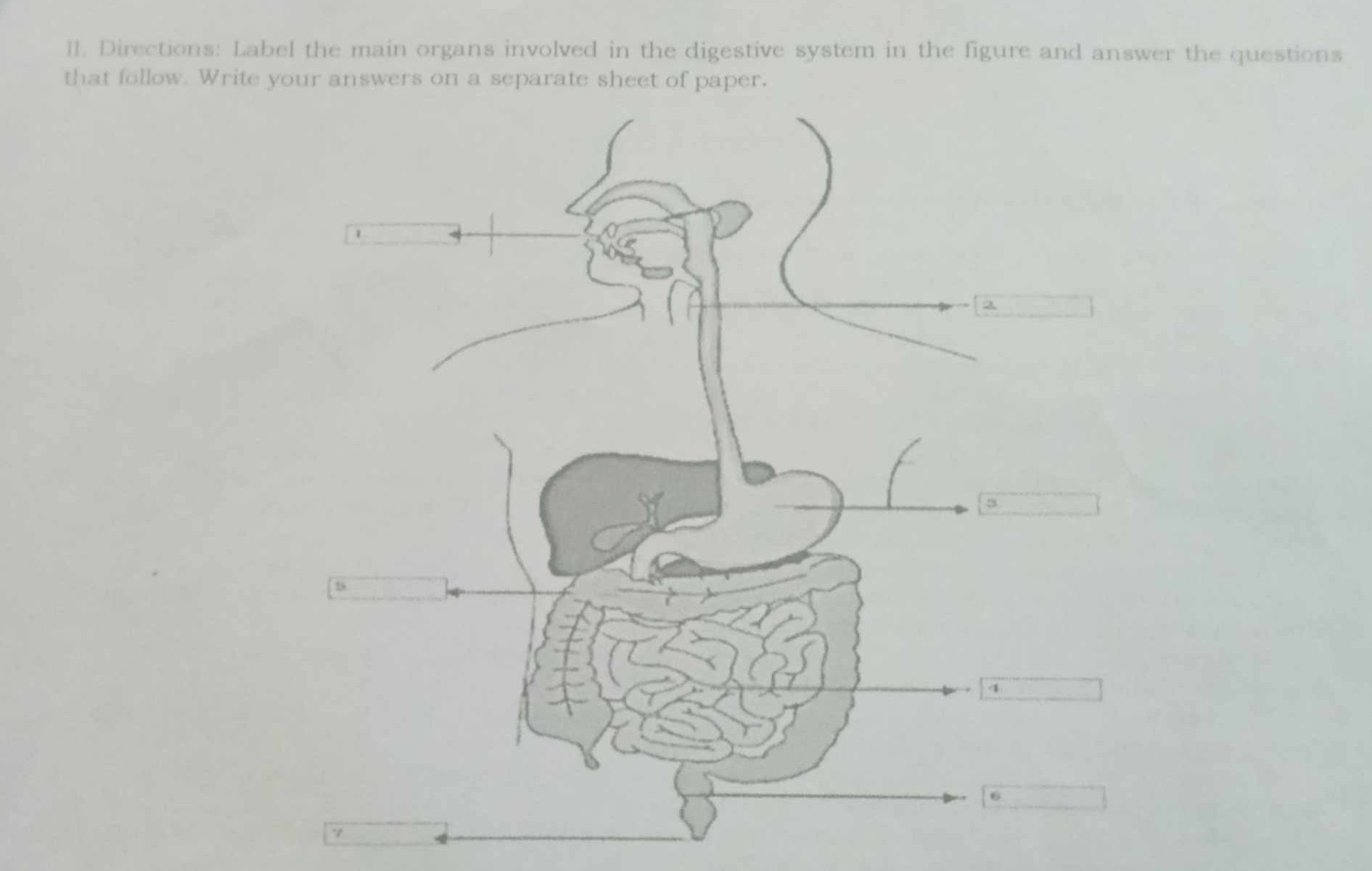 11. Directions: Label the main organs | StudyX