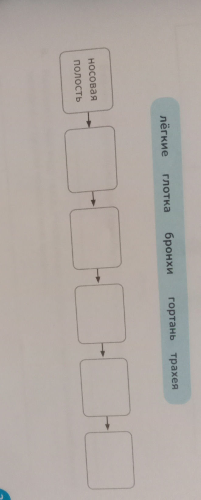 Fill in the missing parts of the respiratory | StudyX