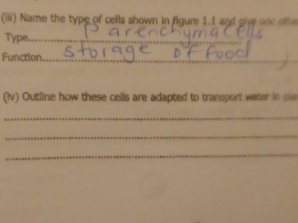 (iii) Name the type of cells shown in figure | StudyX