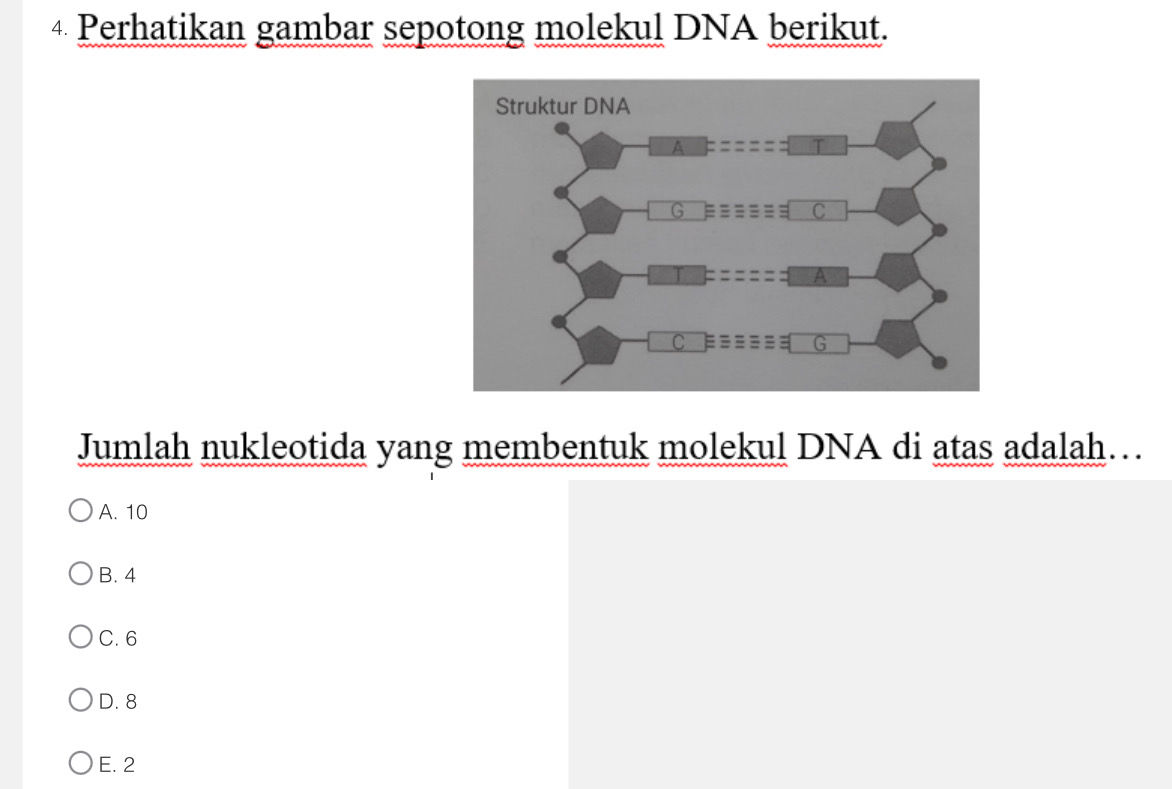 4. Perhatikan gambar sepotong molekul DNA | StudyX