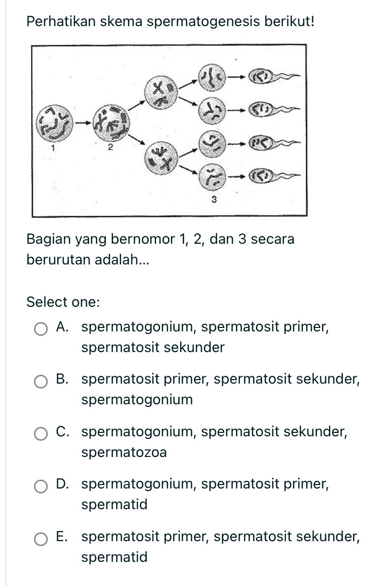 Perhatikan skema spermatogenesis berikut! | StudyX