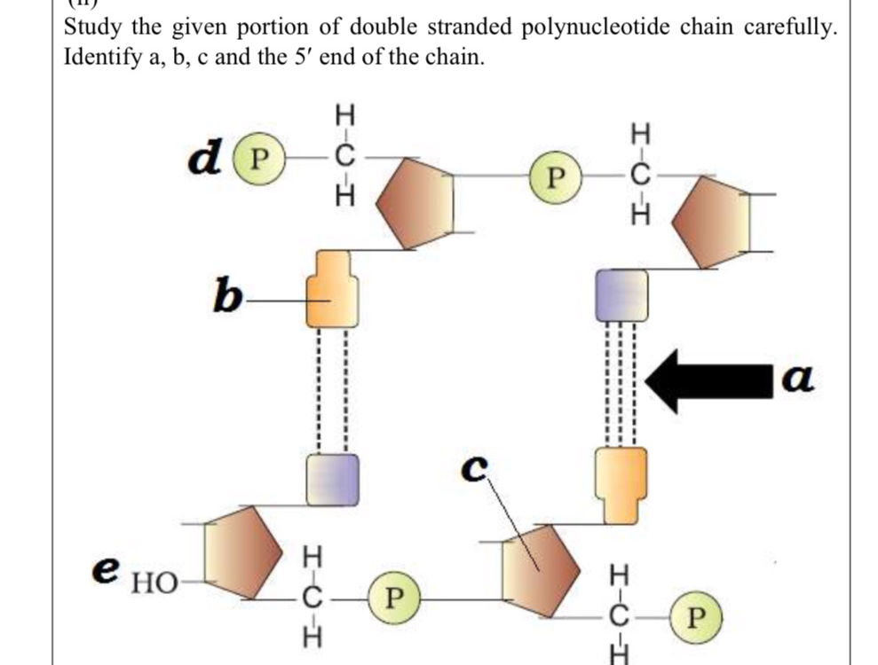 Study the given portion of double stranded | StudyX